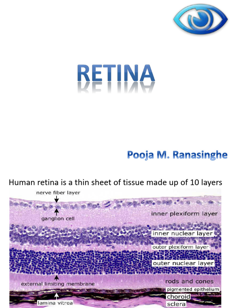 Retina of The Eye pt2 | PDF