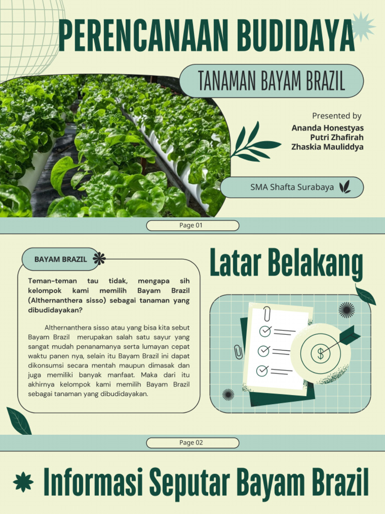 Perencanaan Budidaya Bayam Brazil - 20240731 - 081547 - 0000 | PDF