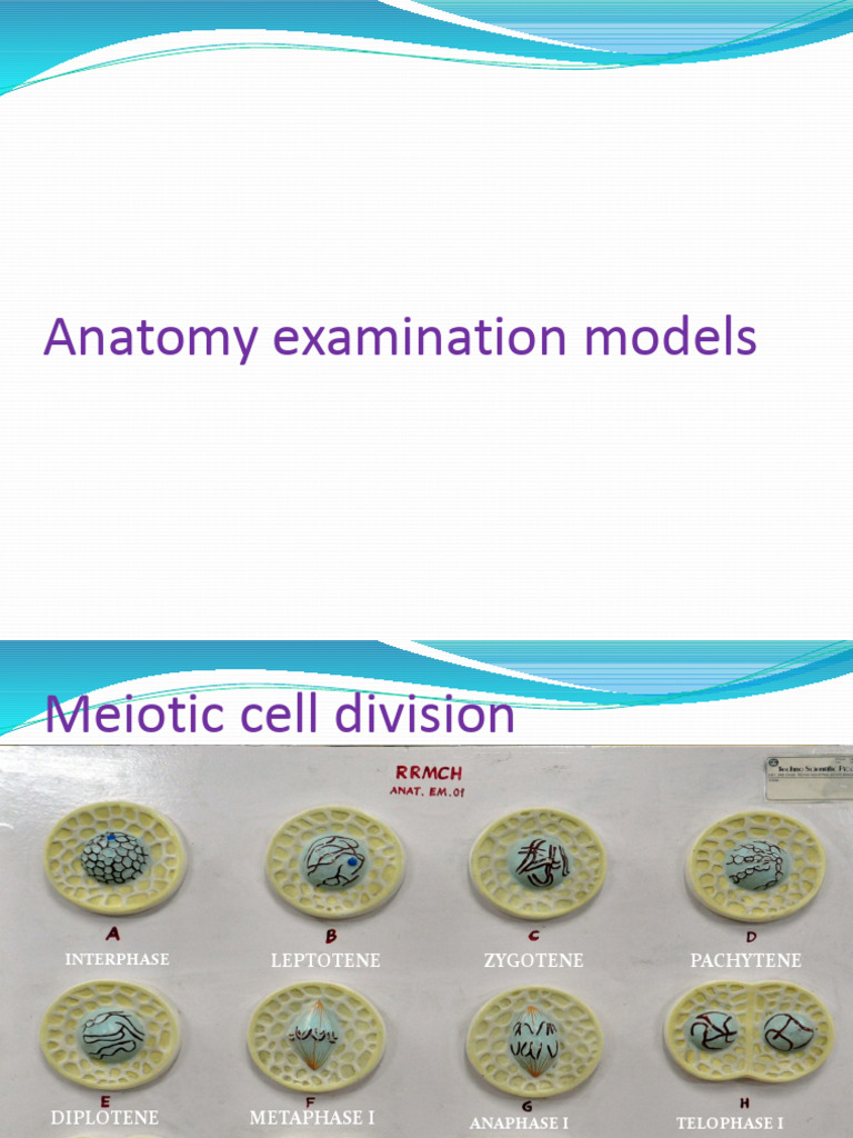 Embryology Specimens - PPTX 2 | PDF | Meiosis | Foreign Language Studies
