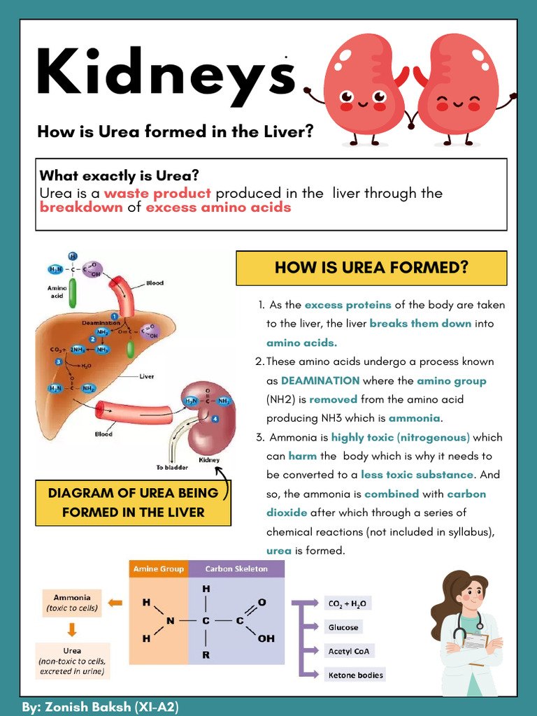Biology Poster | PDF