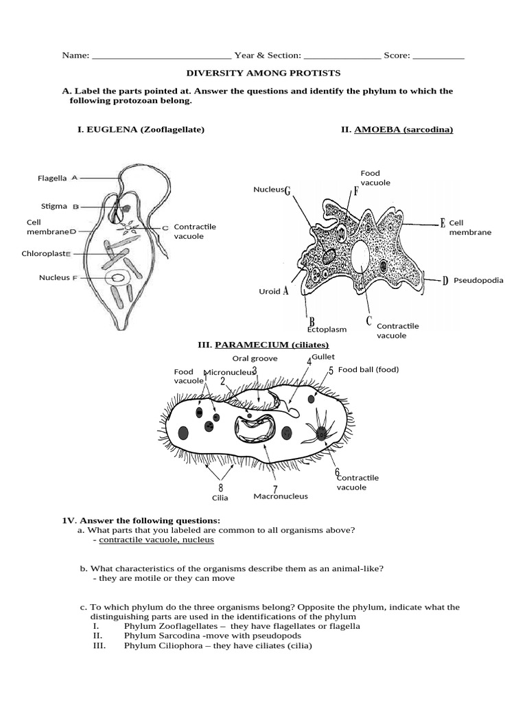 Protista Worksheet With ANS | PDF