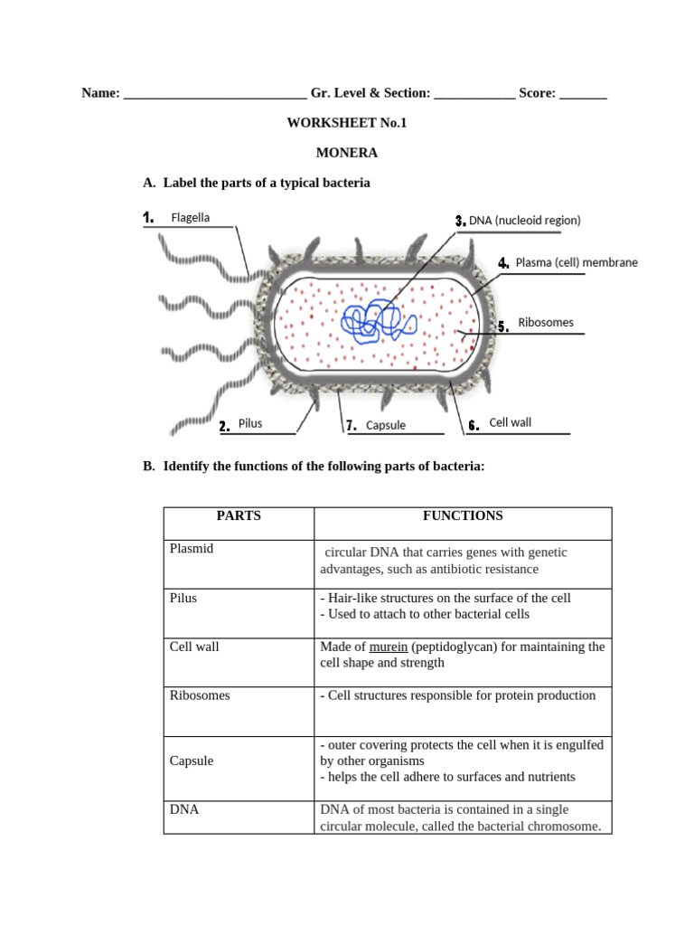 Worksheet Monera With ANS | PDF