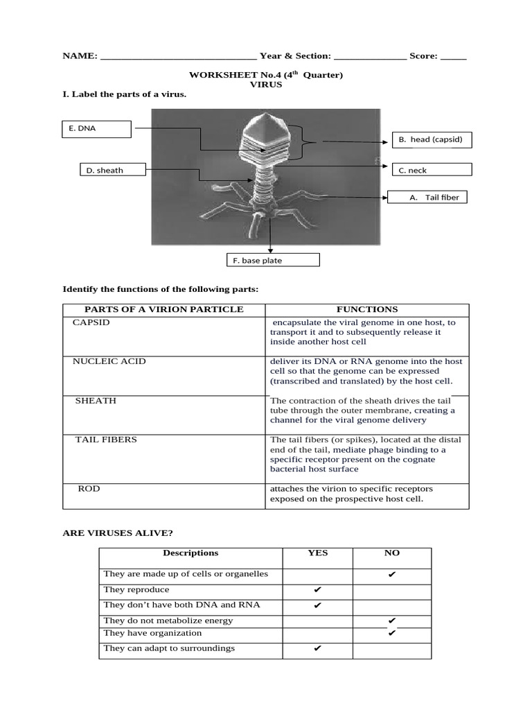 Virus Worksheet With ANS | PDF
