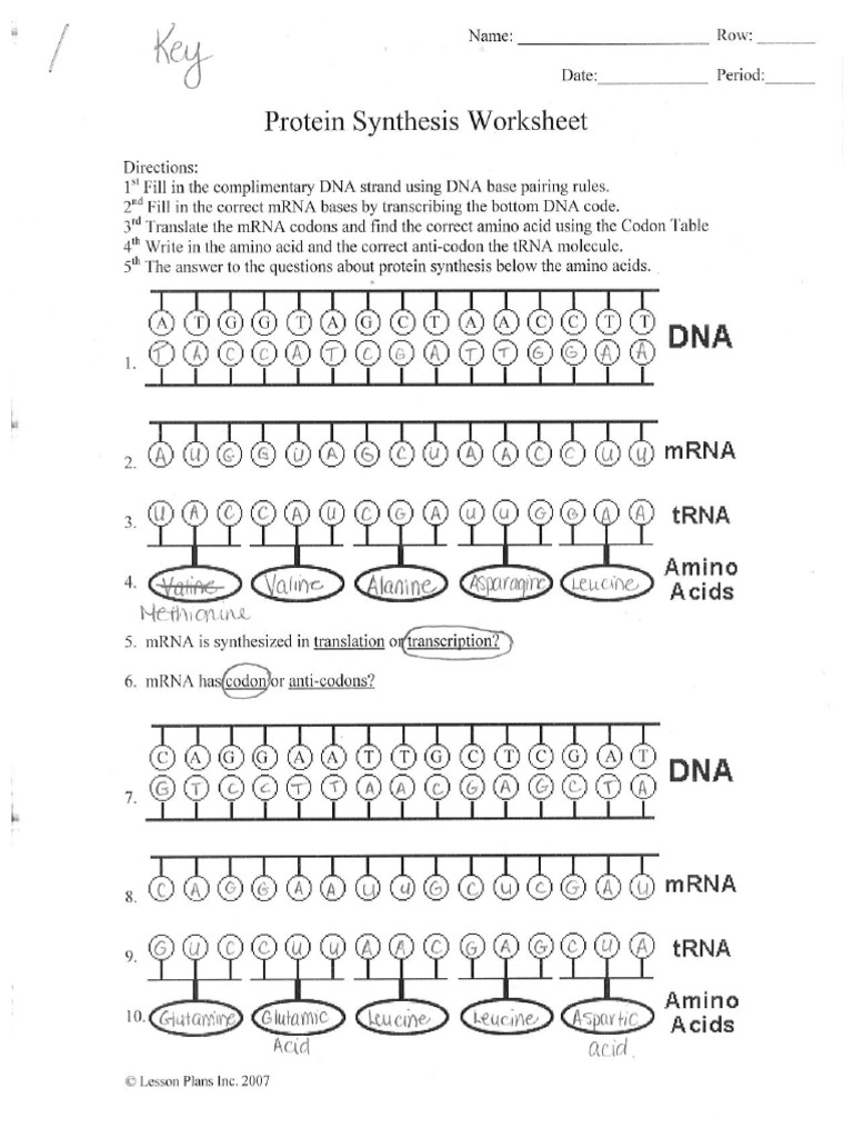Protein Synthesis Answers | PDF