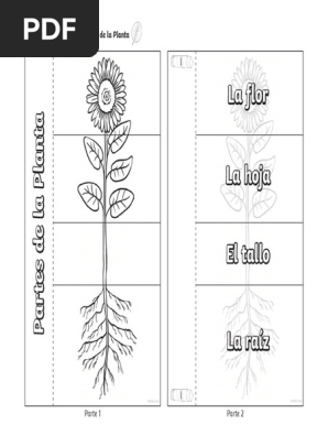 Hoja De Trabajo Partes De La Planta Lenseignant A Fait