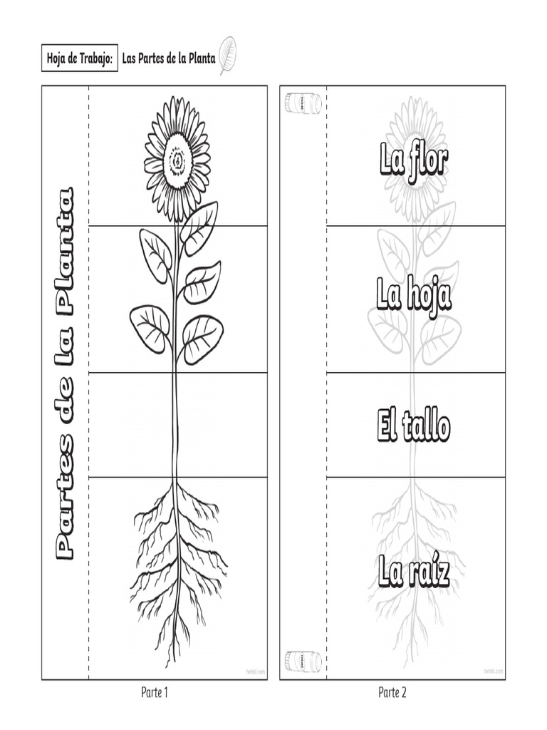 Hoja de Trabajo Partes de La Planta | PDF