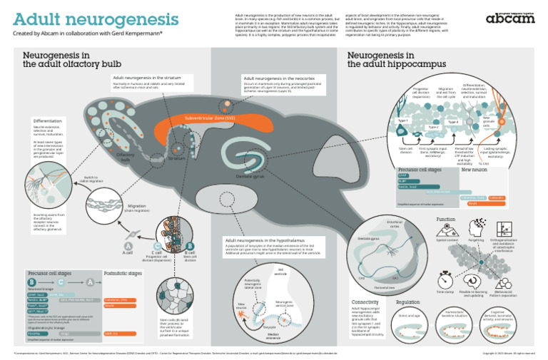 Neuro Genesis | PDF