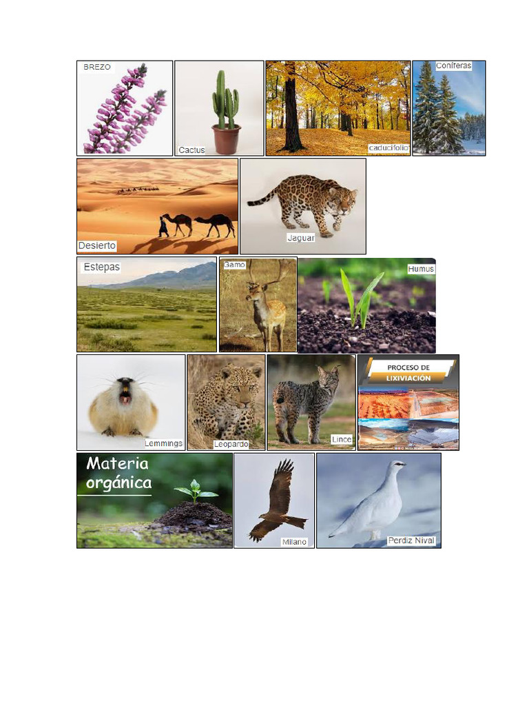 Lamina Animales y Sabana | PDF