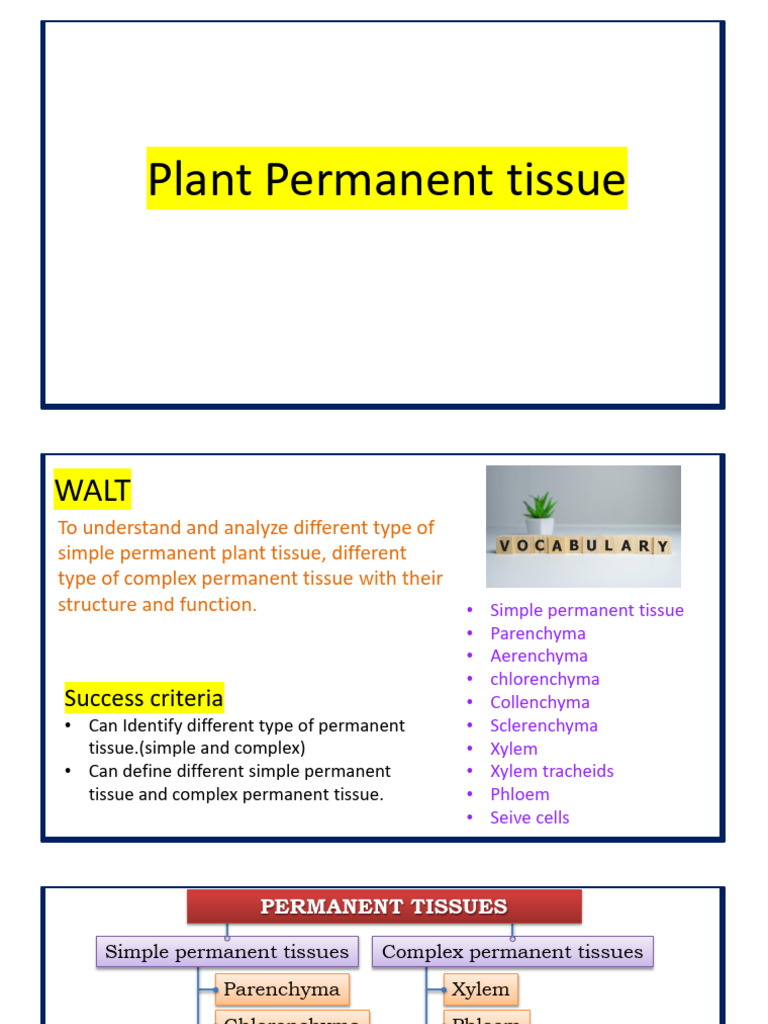 Plant Permanent Tissue | PDF