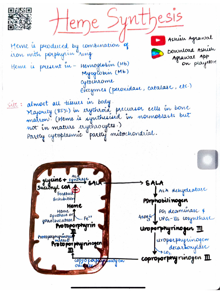 Heme Synthesis | PDF
