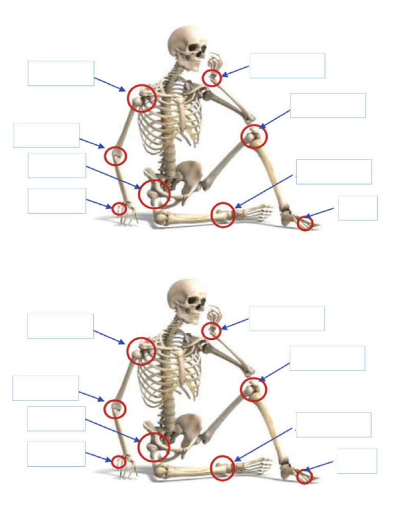 Joints of The Body Diagram | PDF