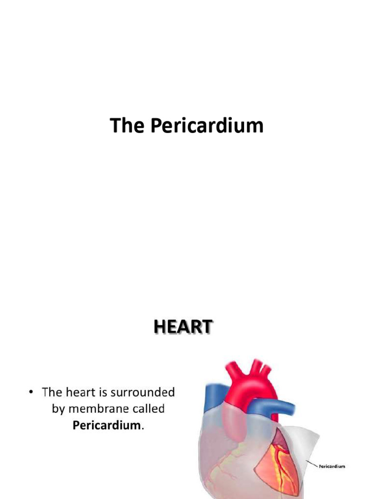 The Pericardium | PDF