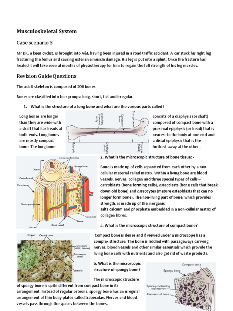 Case Scenario 3 - Musco-Skeletal System | PDF | Skeletal Muscle | Bone