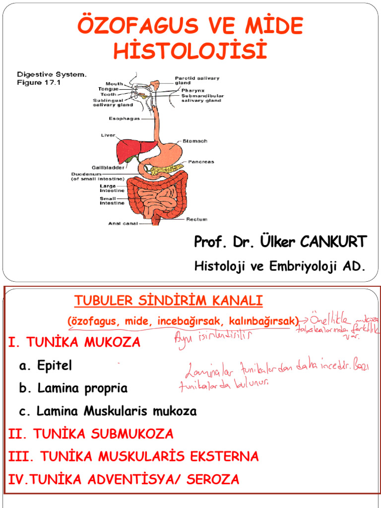 Sunum-4-Dr - Ulker Cankurt - Ozofagus Ve Mide Histolojisi-D2 | PDF
