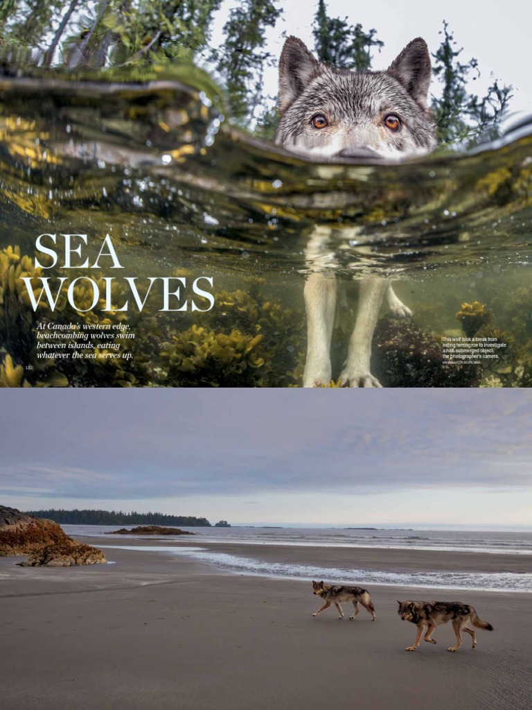 Sea Wolves | PDF