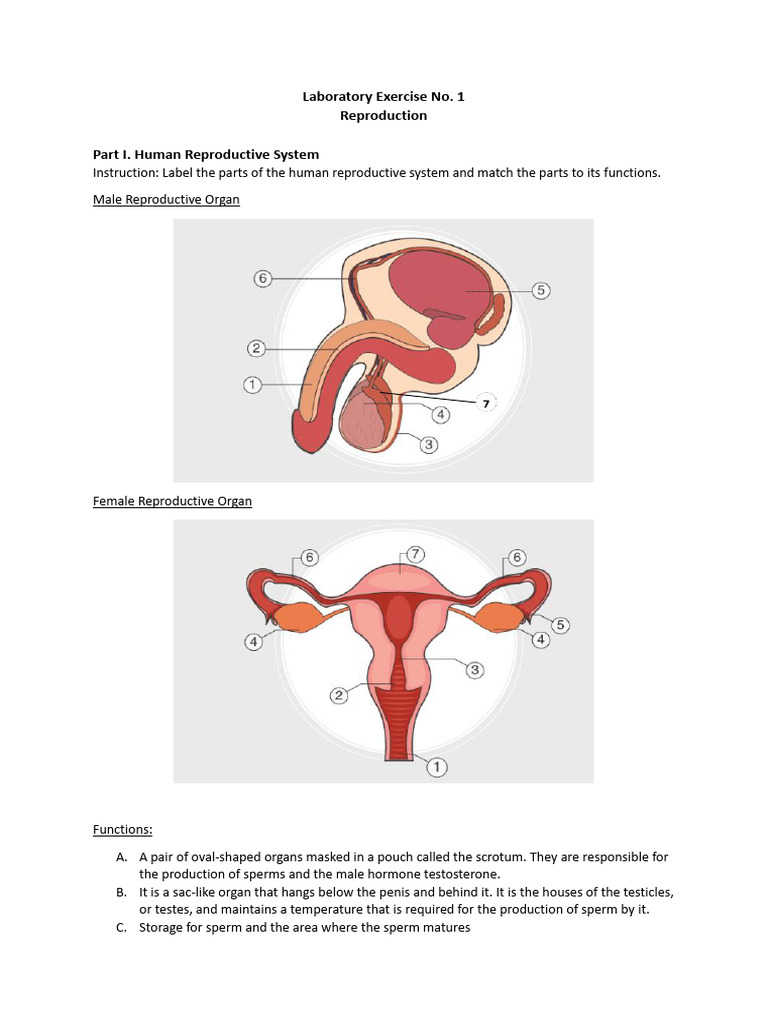 Laboratory Exercise No 1 | PDF