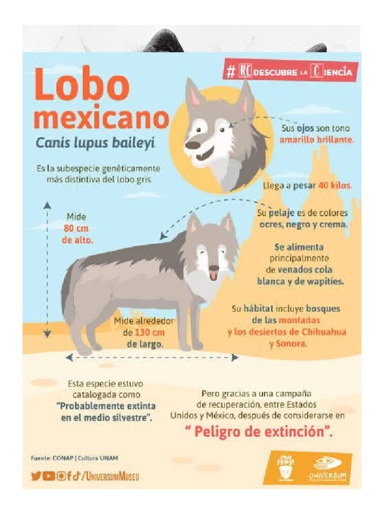 Lobo | PDF