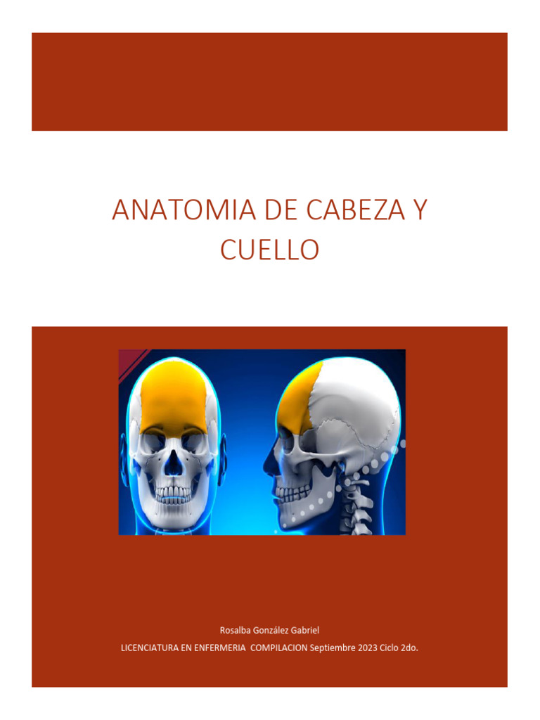 Anatomia de Cabeza y Cuello | PDF