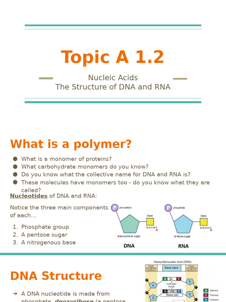 Topic A 1.2 Nucleic Acids - DNA and RNA Structure | PDF