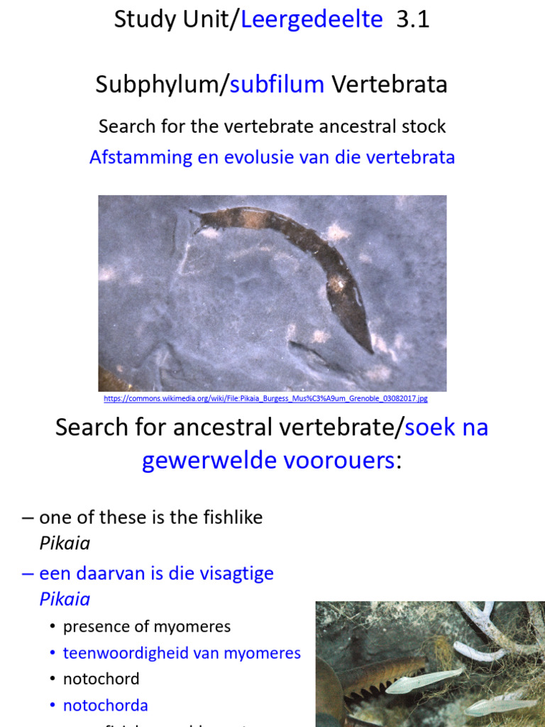 Agnatha 24 | PDF | Chordates | Science & Mathematics