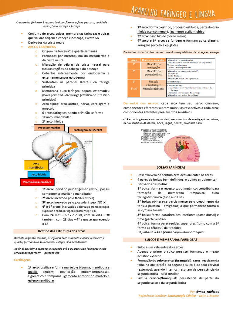 Aparelho Faríngeo | PDF