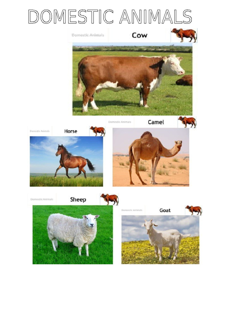 Domestic Animals | PDF