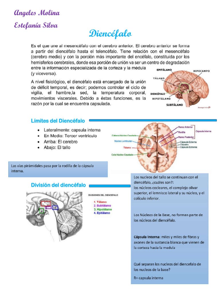 Diencéfalo (Neuroanatomía) | PDF