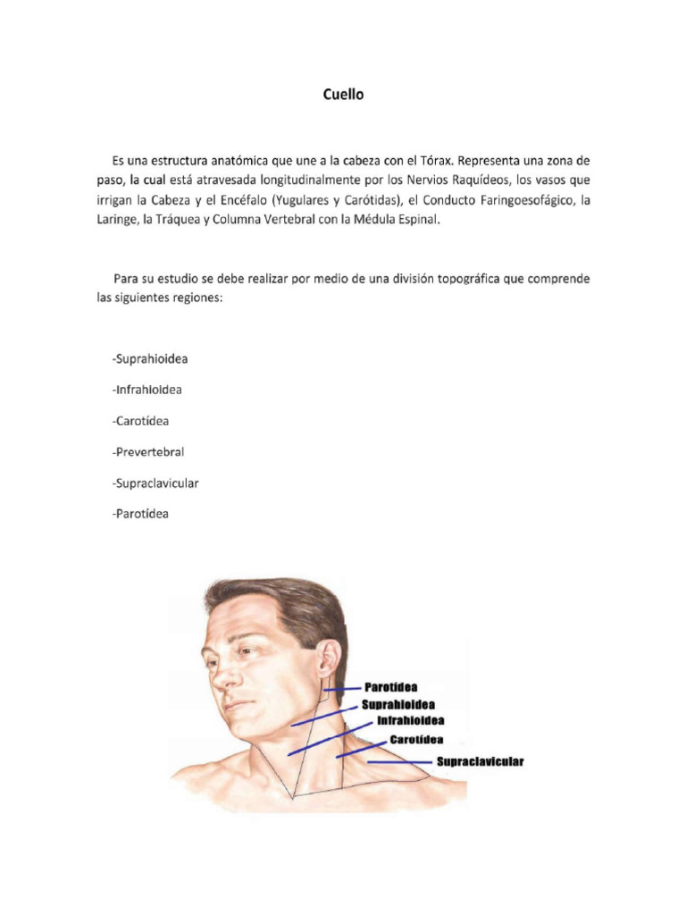 Regiones Del Cuello | PDF