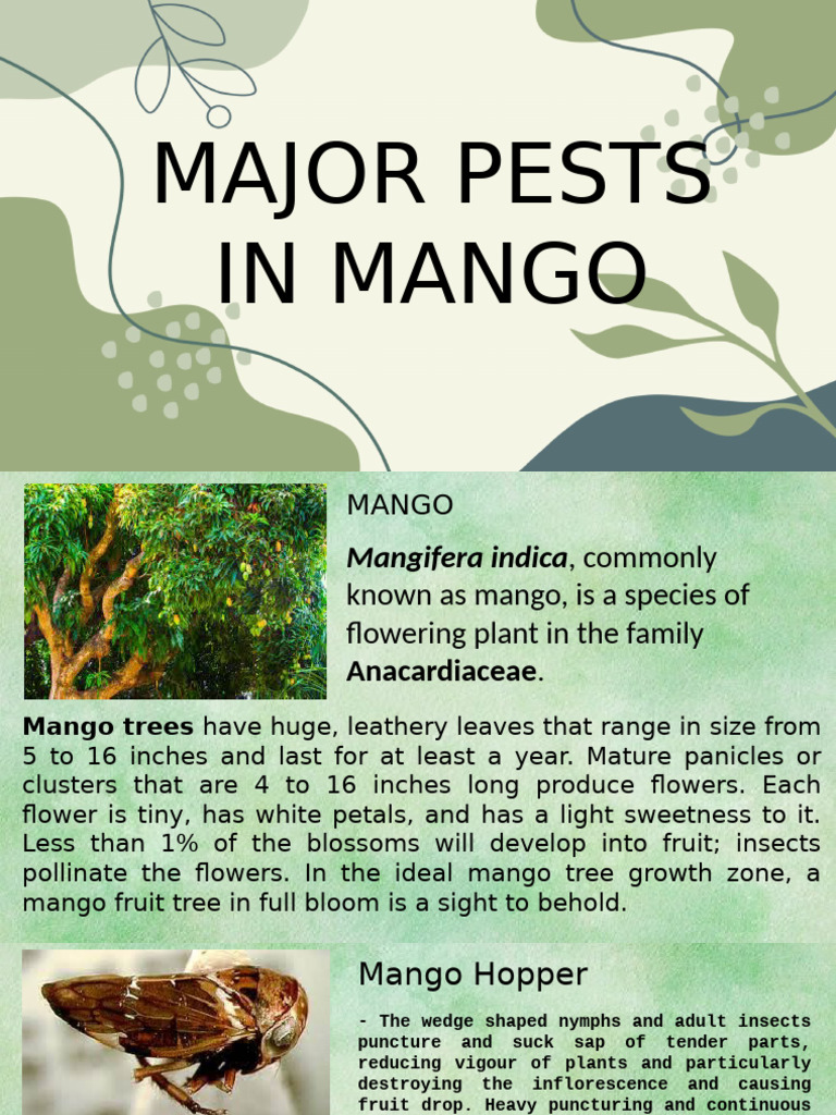 Major Pest in Mango | PDF