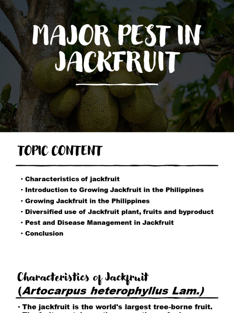 Major Pest in Jackfruit 1 | PDF