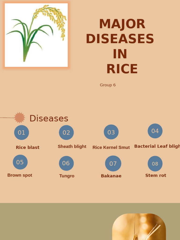 Major Diseases in Rice | PDF