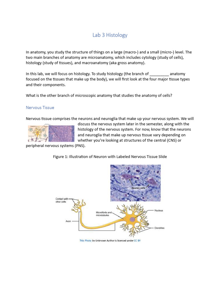 Lab 3 Histology | PDF