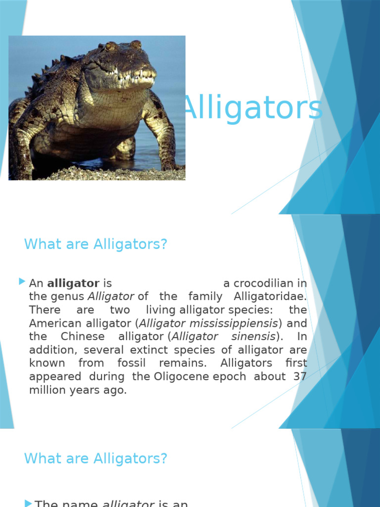 Alligators | PDF
