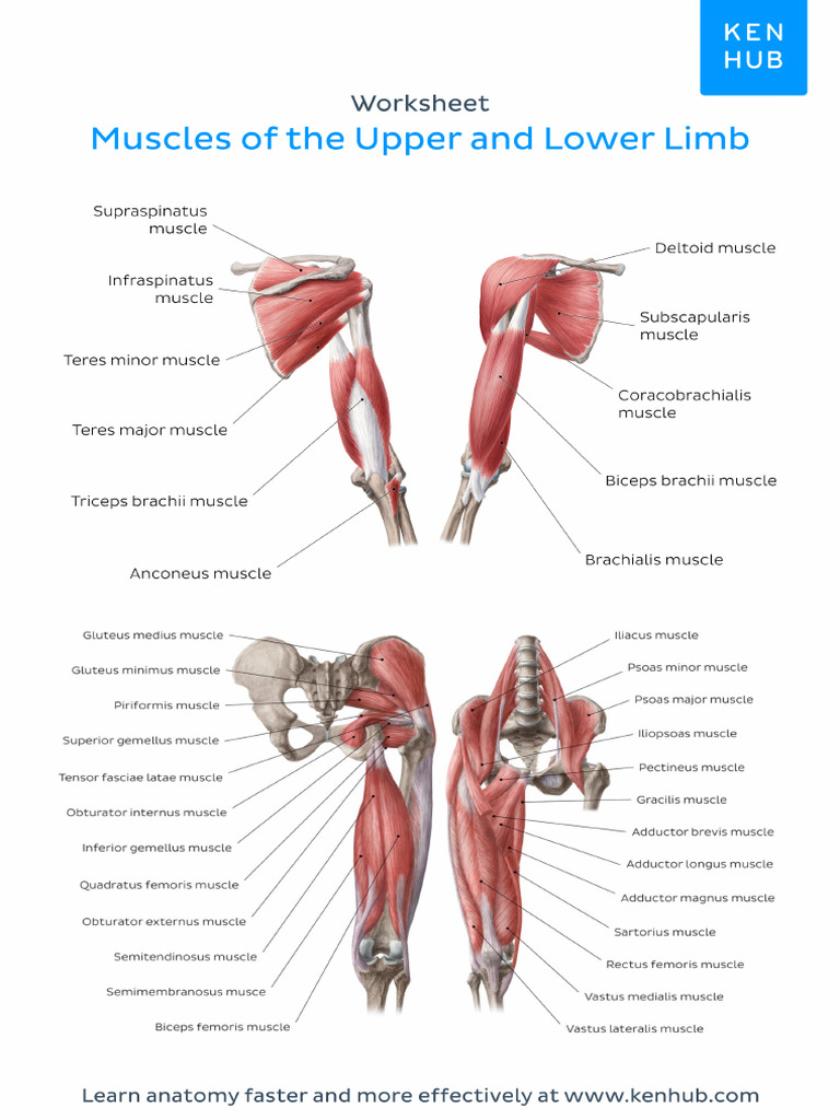 Muscles of Upper and Lower Limb Labeled | PDF
