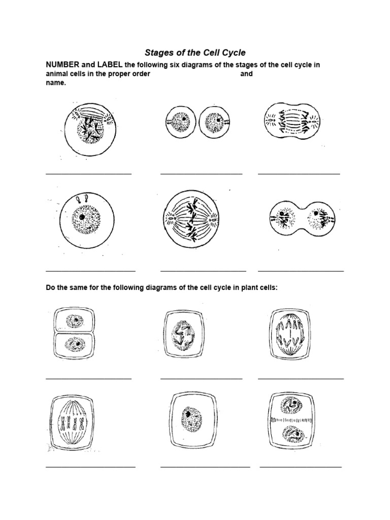 Stages of Cell Cycle Practice | PDF