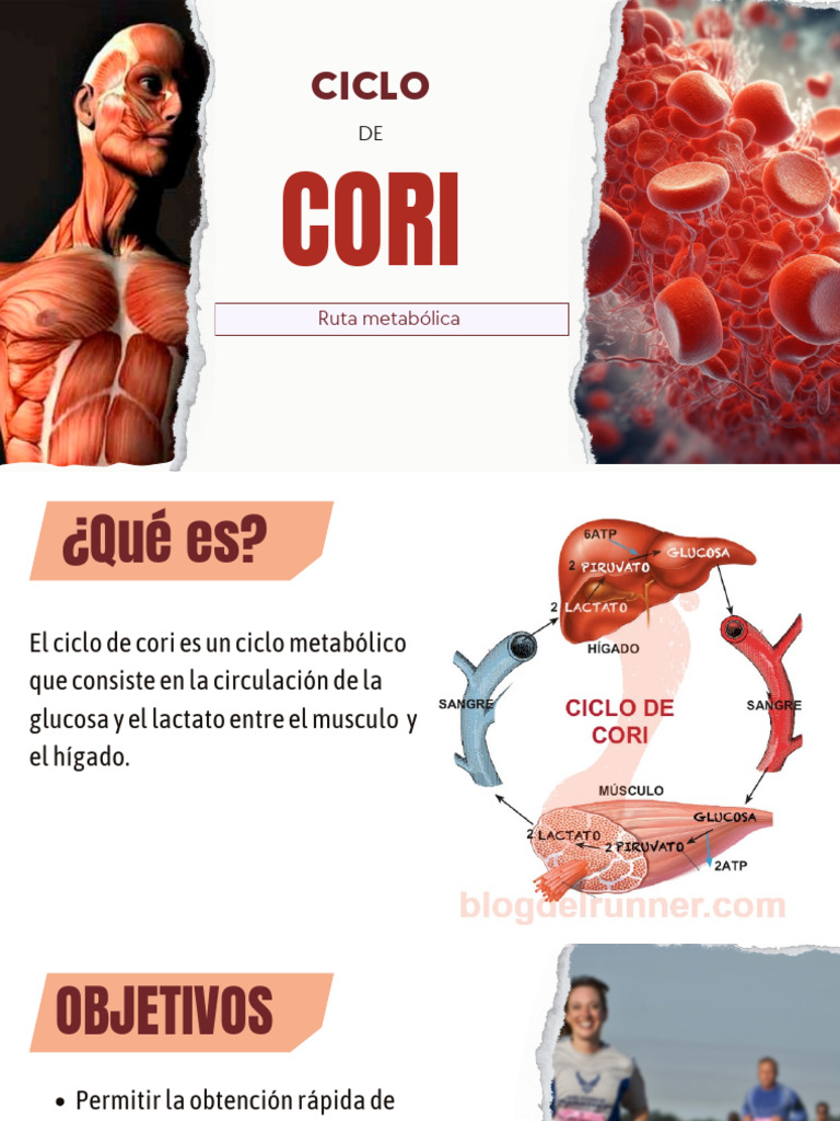 Ciclo de Cori - 2024 | PDF