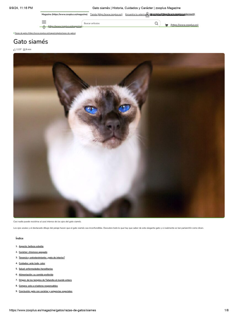 Gato Siamés - Historia, Cuidados y Carácter - Zooplus Magazine | PDF