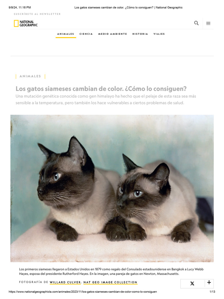 Los Gatos Siameses Cambian de Color. ¿Cómo Lo Consiguen - National ...