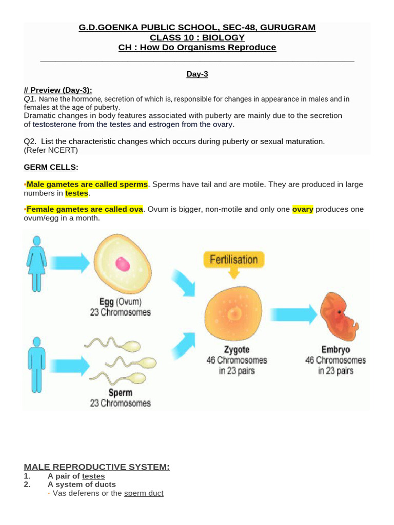 Human Reproduction | PDF | Testicle | Self-Improvement