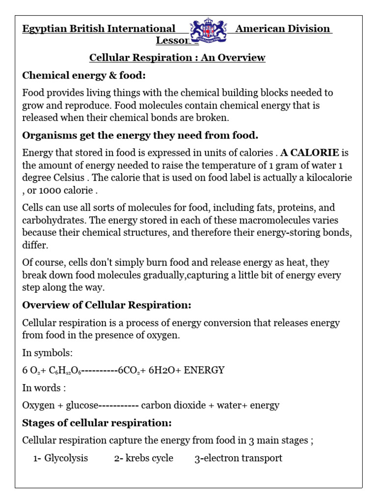 Cellular Respiration Overview Grade 10 Sheet | PDF