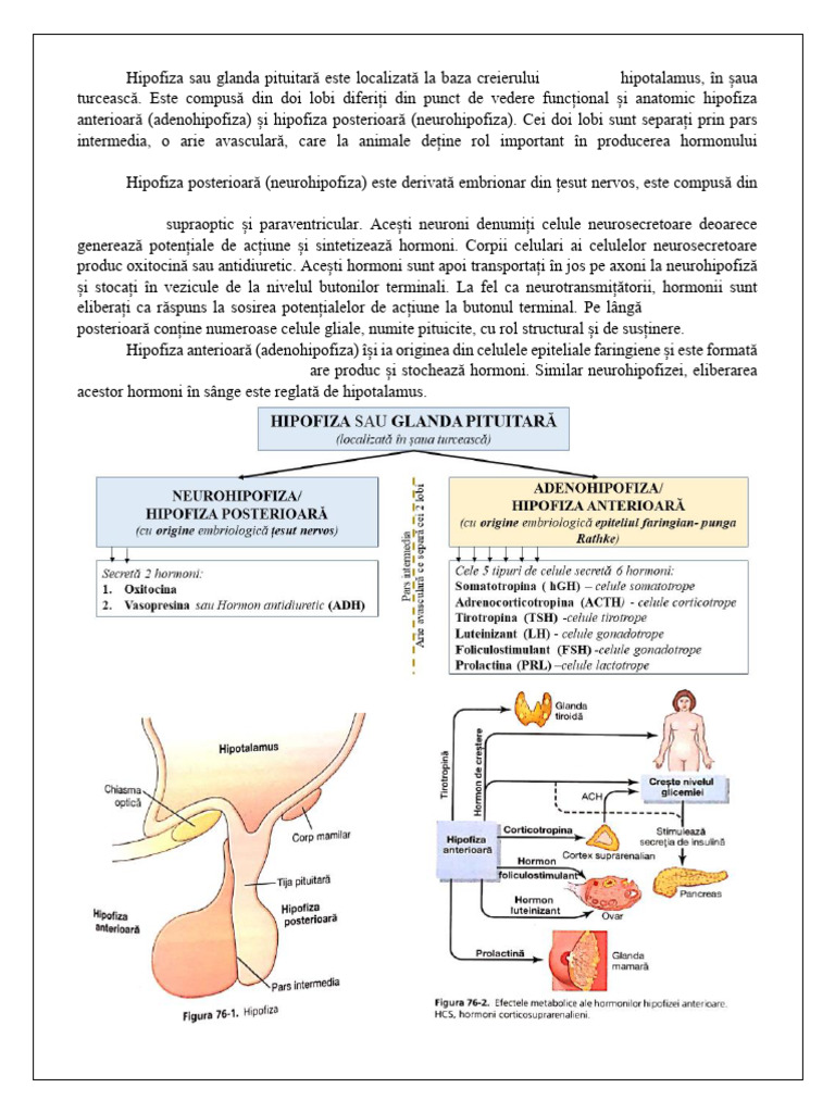 Anul - 2 - Sem - 1 - Tema - 1 - Hipofiza - Refacut | PDF