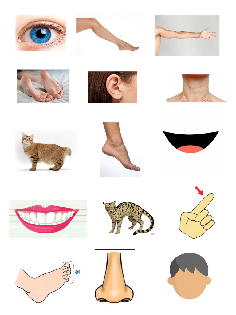Parts of body | PDF