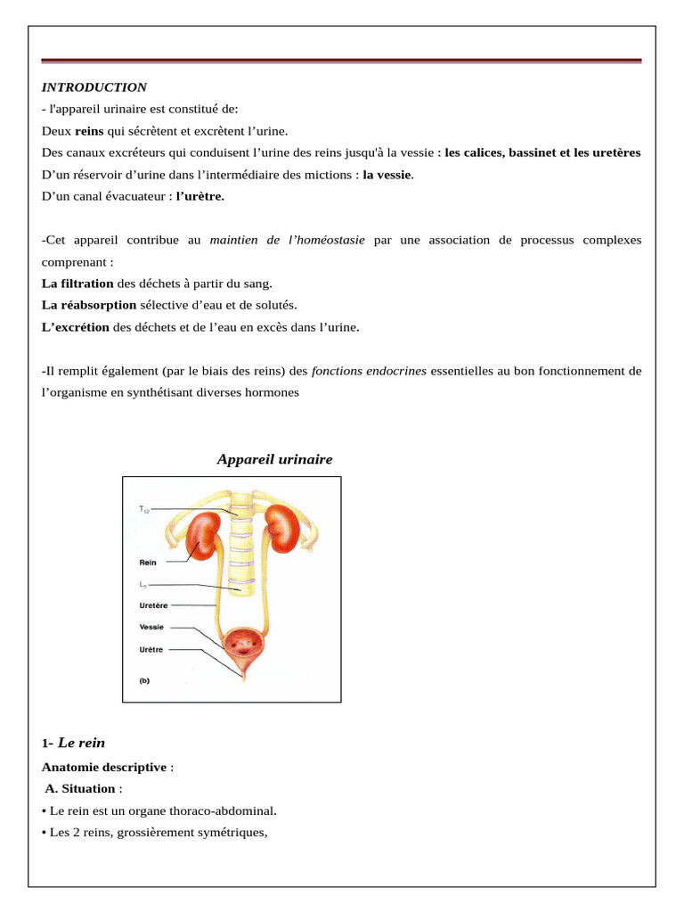 Sys Urinaire - Dotx | PDF