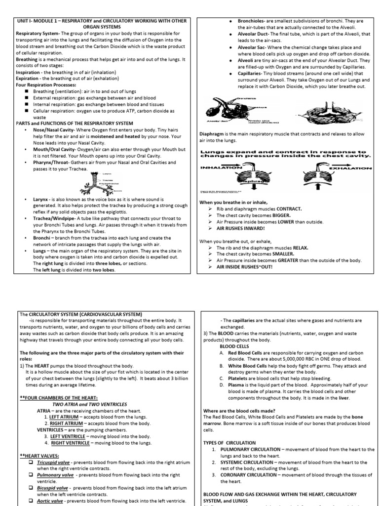 Unit1 Module1 Lecture Respiratory Circ. System | PDF