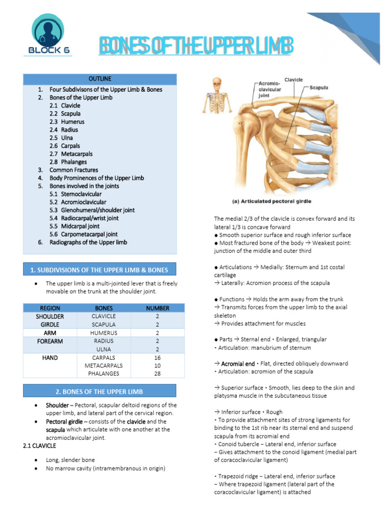 Trans 2 Bones of The Upper Limb PDF | PDF