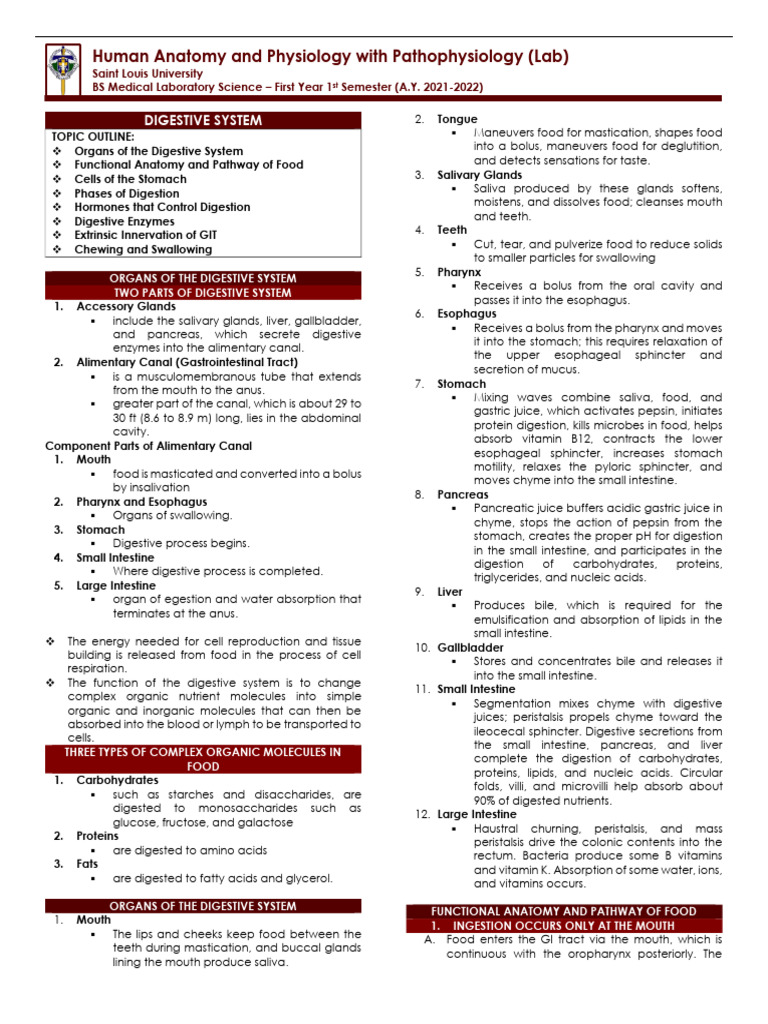AnaPhy Lab Digestive System Reviewer | PDF | Stomach | Digestion