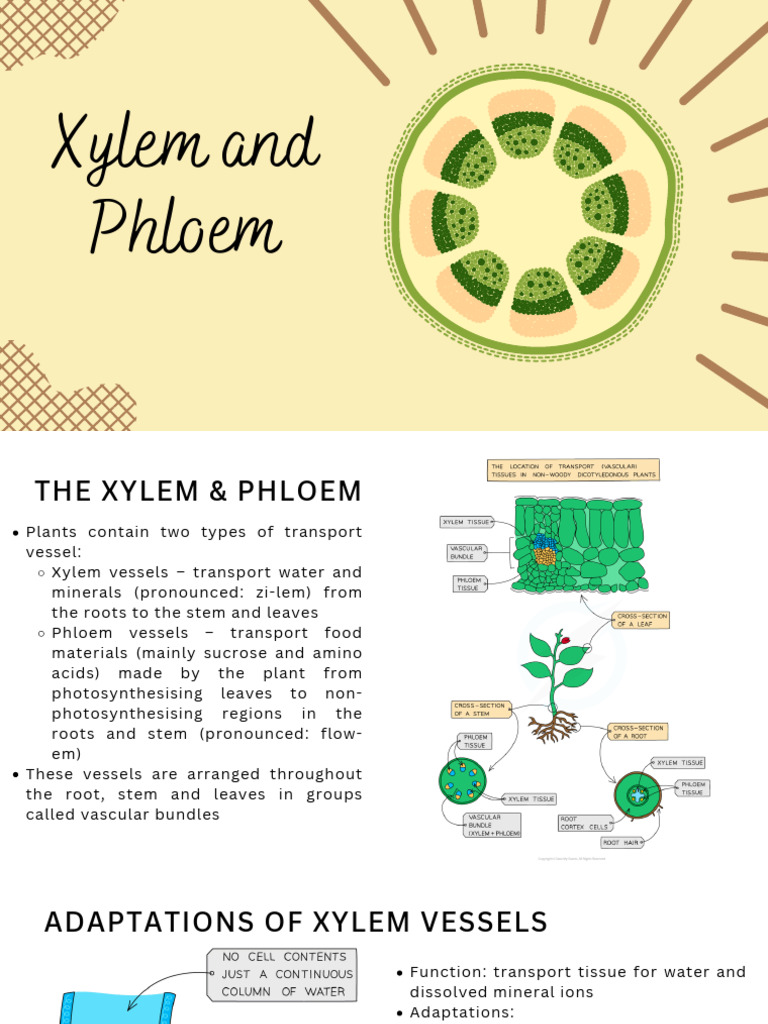 Transport in Plant IGCSE Biology | PDF