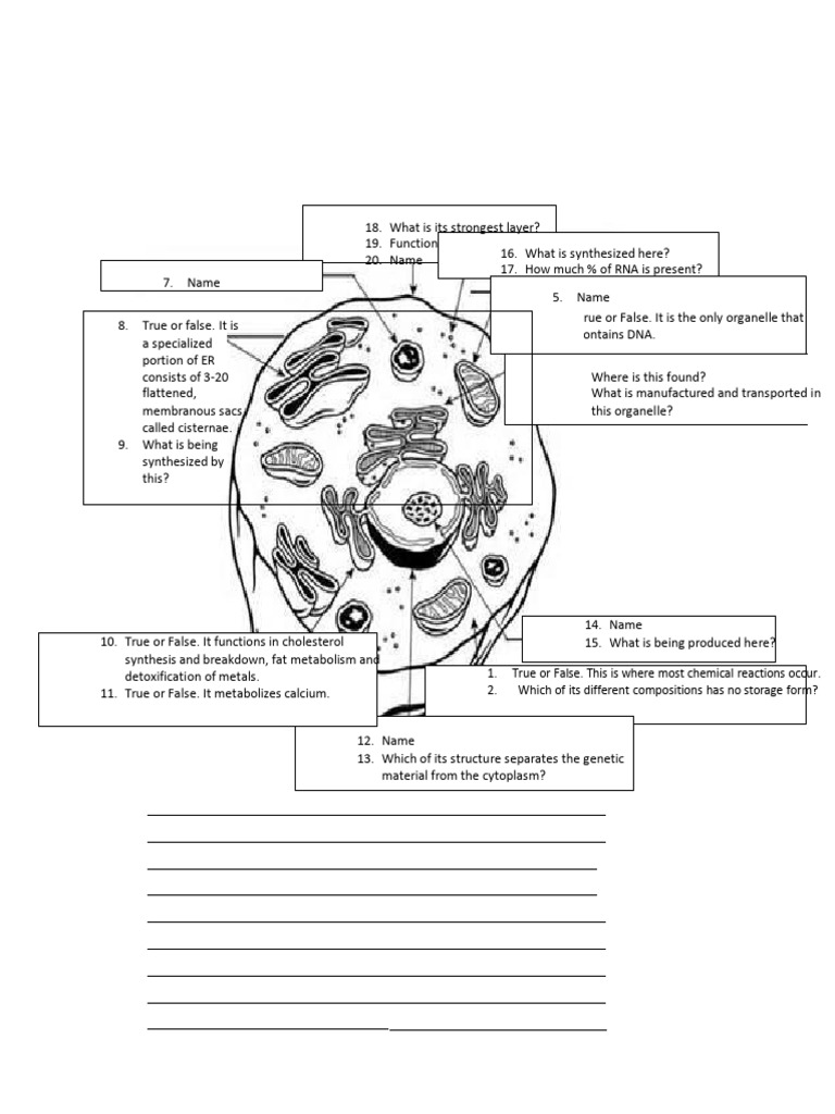 Cell Assignment | PDF