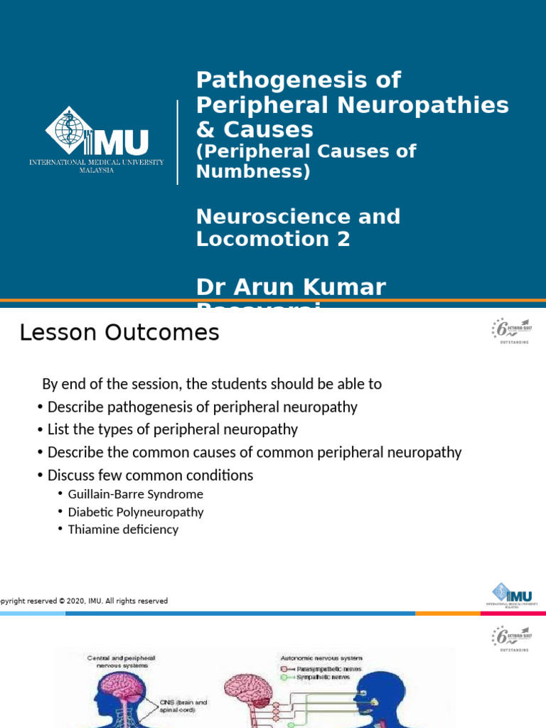 Pathogenesis of Peripheral neuropathies-NS-2-AKB | PDF | Peripheral ...