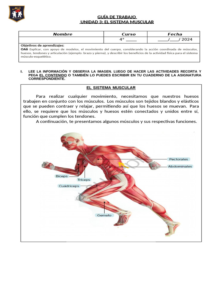 guia sistema muscular | PDF